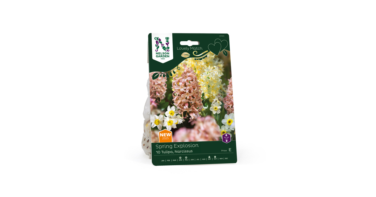 Høstløk Hyasint, Narsiss Spring Explosion | Nelson Garden | Felleskjøpet